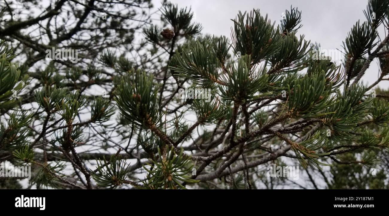 Mexican pinyon (Pinus cembroides) Plantae Stock Photo - Alamy