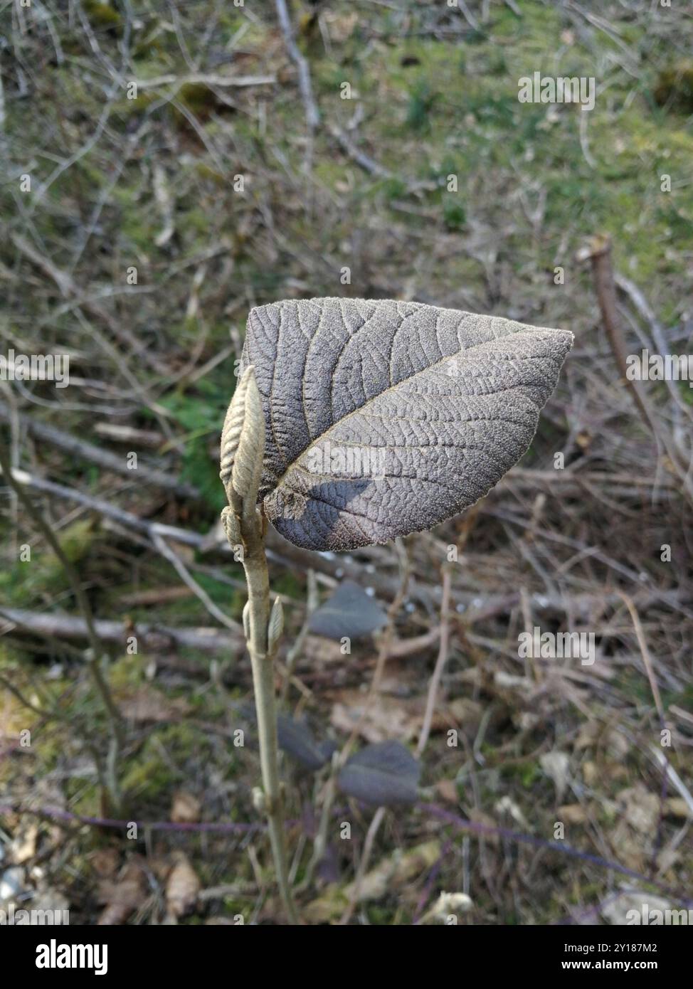 Wayfaring-tree (Viburnum lantana) Plantae Stock Photo - Alamy