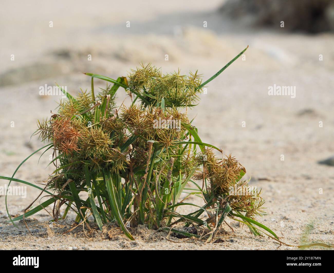 Fragrant flatsedge (Cyperus odoratus) Plantae Stock Photo - Alamy