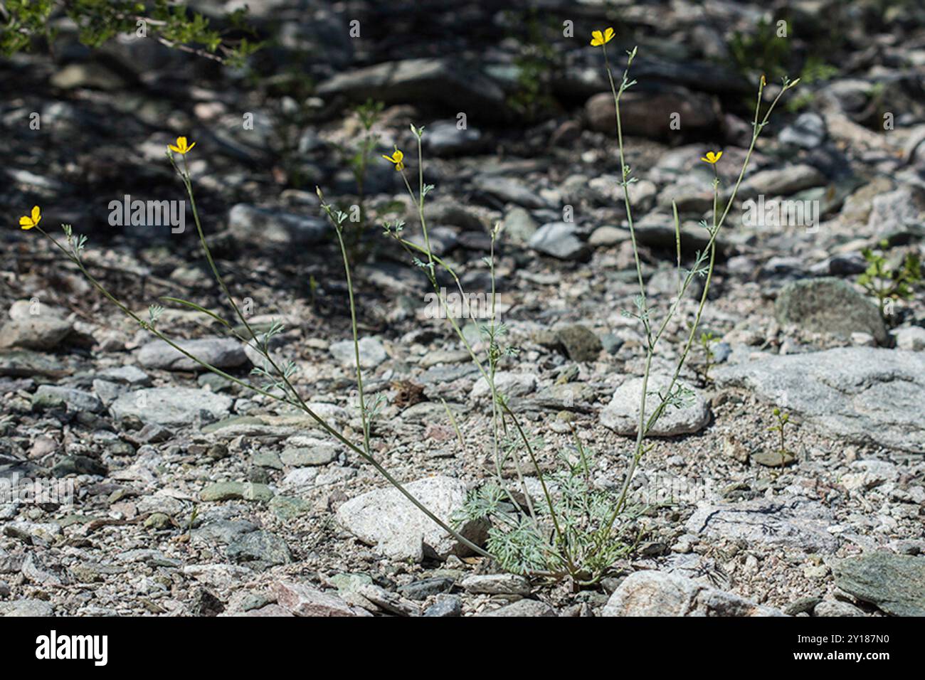 Little Gold Poppy (Eschscholzia minutiflora) Plantae Stock Photo - Alamy