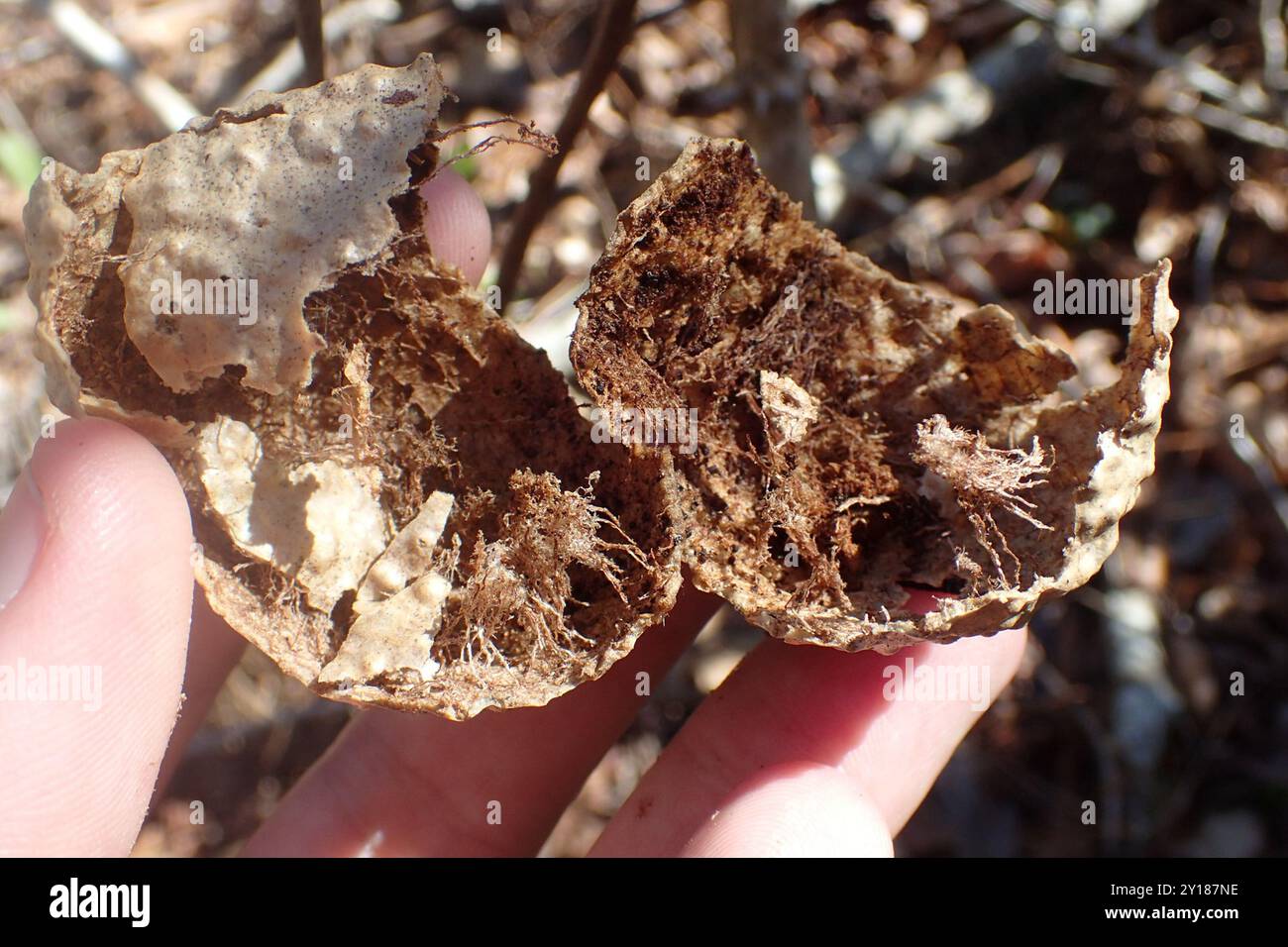 Spongy Oak Apple Gall Wasp (Amphibolips confluenta) Insecta Stock Photo ...