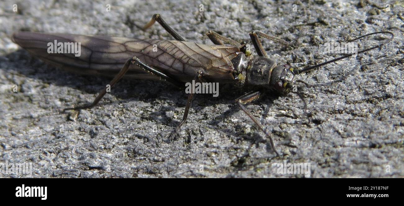 Winter Stoneflies (Taeniopterygidae) Insecta Stock Photo - Alamy