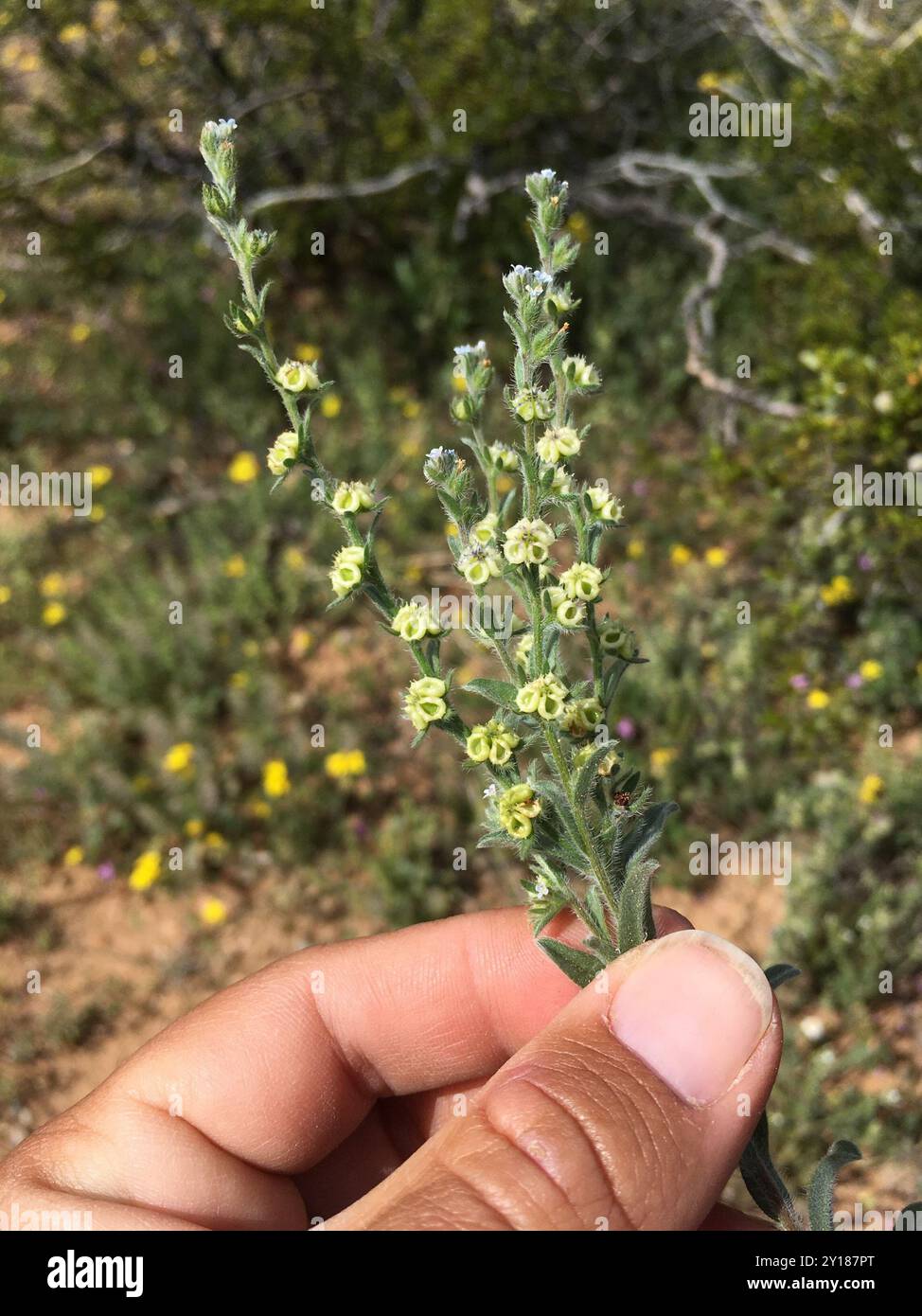 crowned stickseed (Lappula occidentalis cupulata) Plantae Stock Photo ...