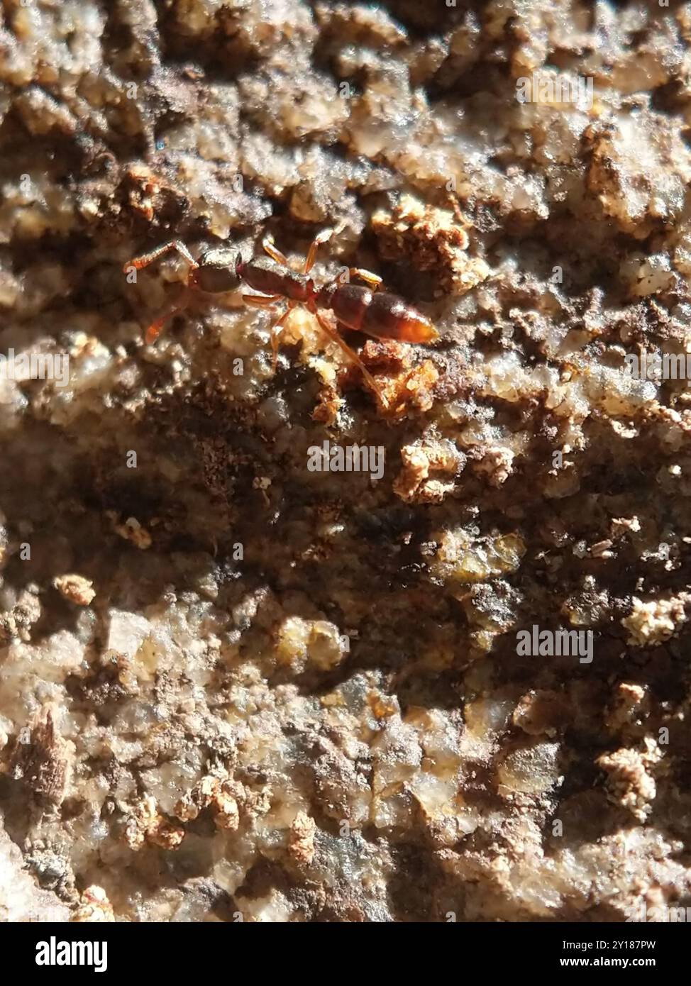 Typical Ponerine Ants (Ponerini) Insecta Stock Photo - Alamy