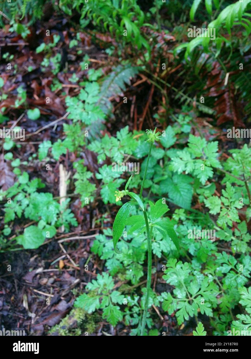woodland buttercup (Ranunculus uncinatus) Plantae Stock Photo - Alamy
