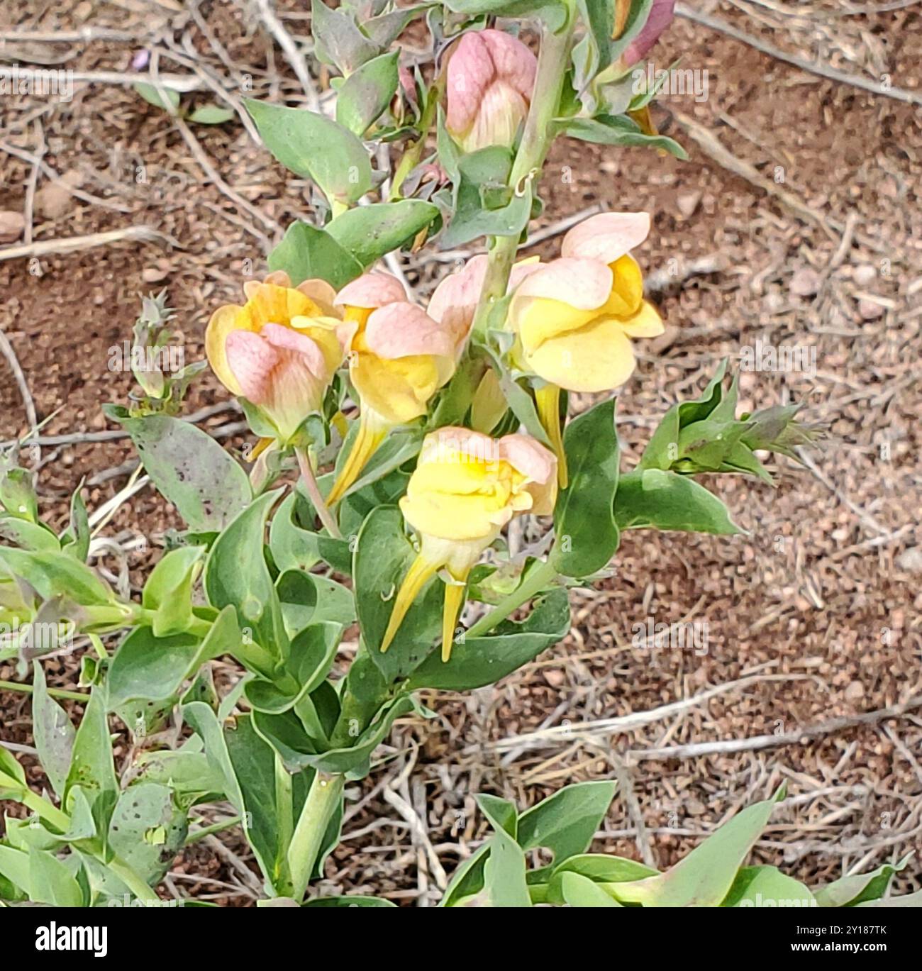 Balkan toadflax (Linaria dalmatica) Plantae Stock Photo - Alamy