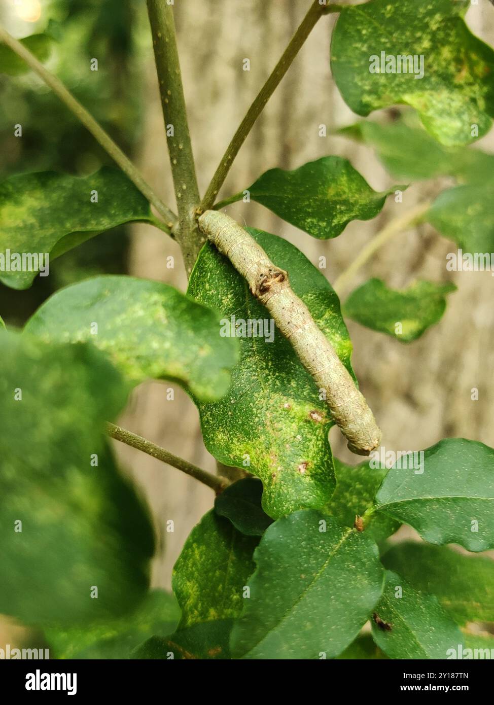 Geometer Moths (Geometridae) Insecta Stock Photo - Alamy