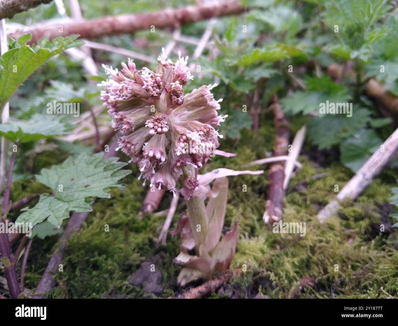 Common Butterbur (Petasites hybridus) Plantae Stock Photo - Alamy