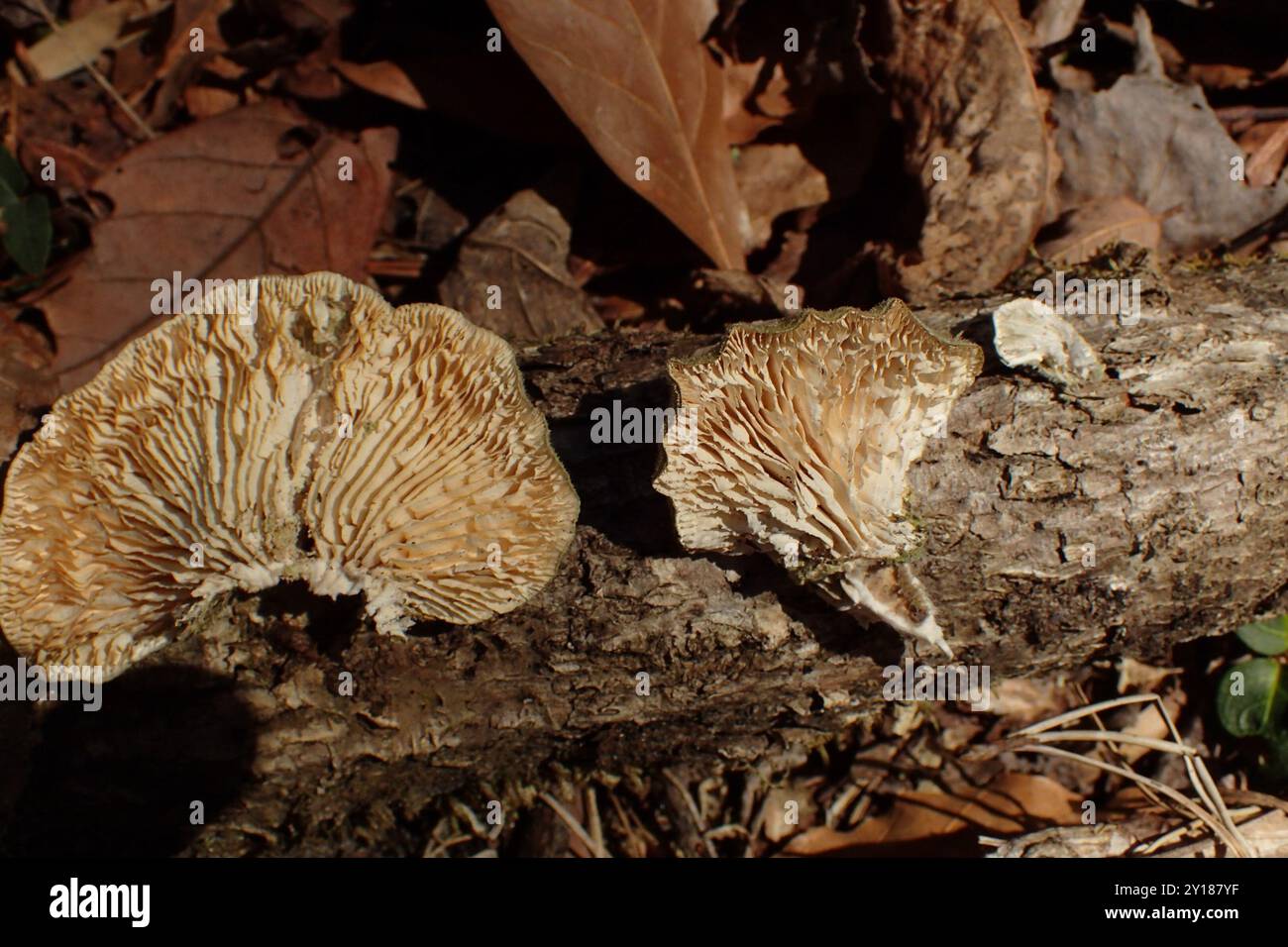 Gilled Polypore (Trametes betulina) Fungi Stock Photo - Alamy
