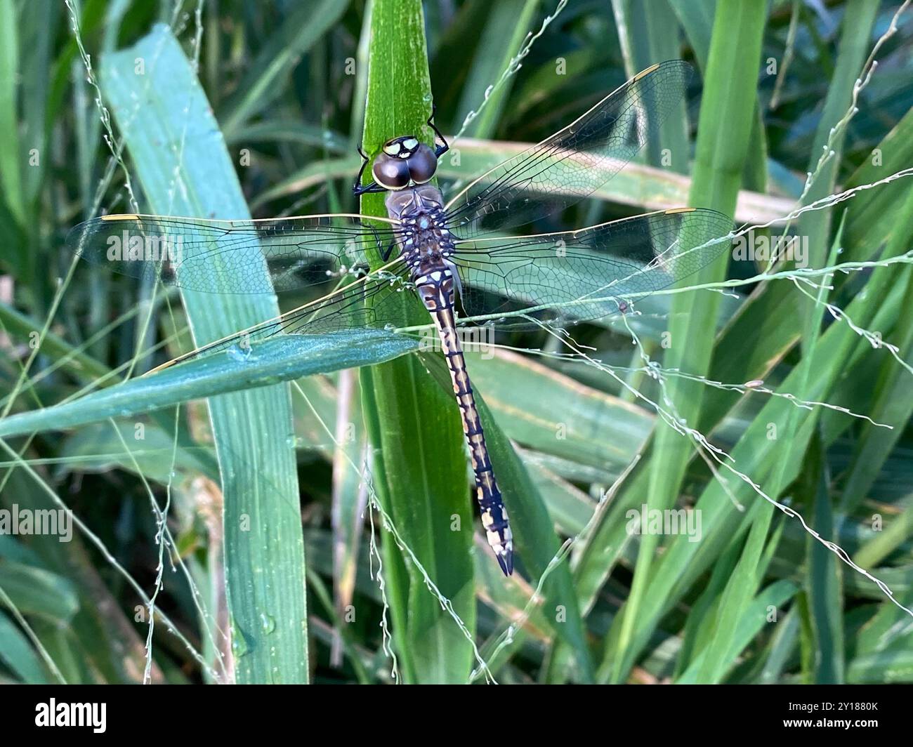 Australian Emperor (Anax papuensis) Insecta Stock Photo - Alamy