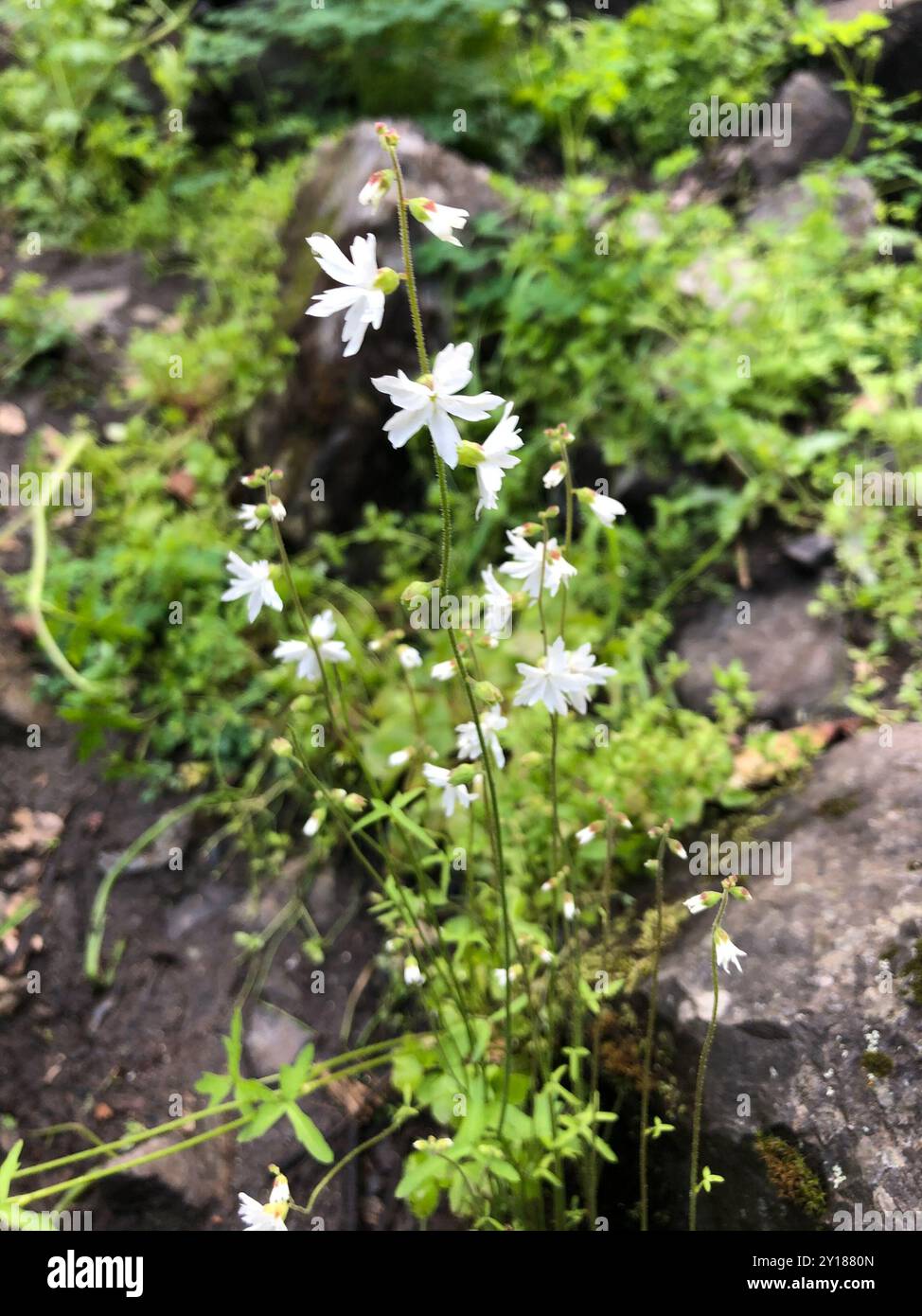 woodland stars (Lithophragma) Plantae Stock Photo - Alamy