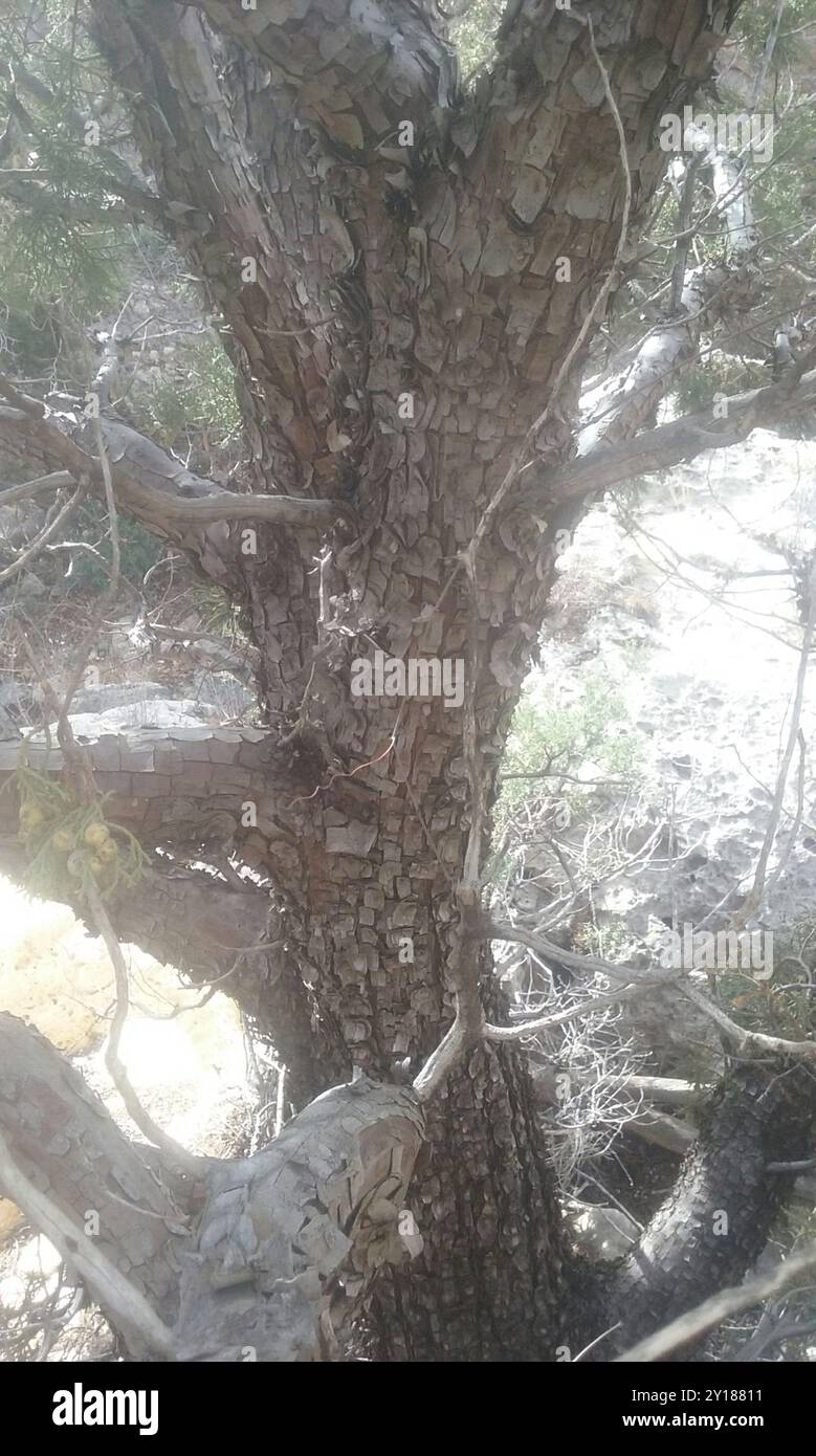 alligator juniper (Juniperus deppeana) Plantae Stock Photo - Alamy