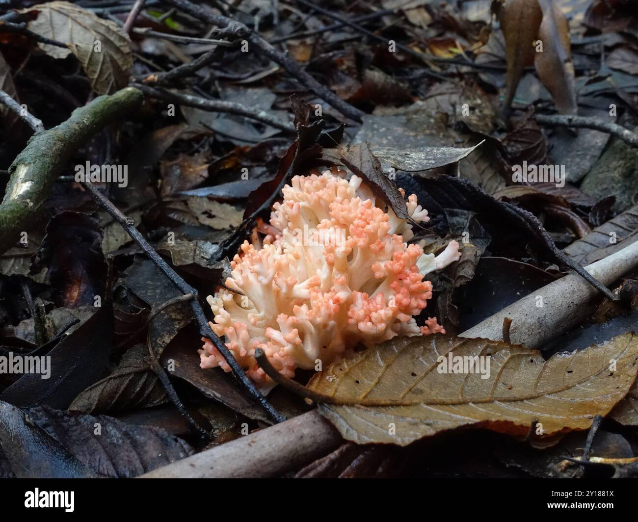 Coral Fungi (Ramaria) Fungi Stock Photo - Alamy
