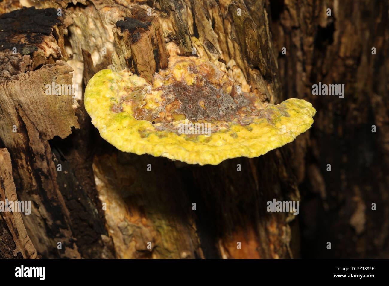 Oak mazegill (Fomitopsis quercina) Fungi Stock Photo - Alamy