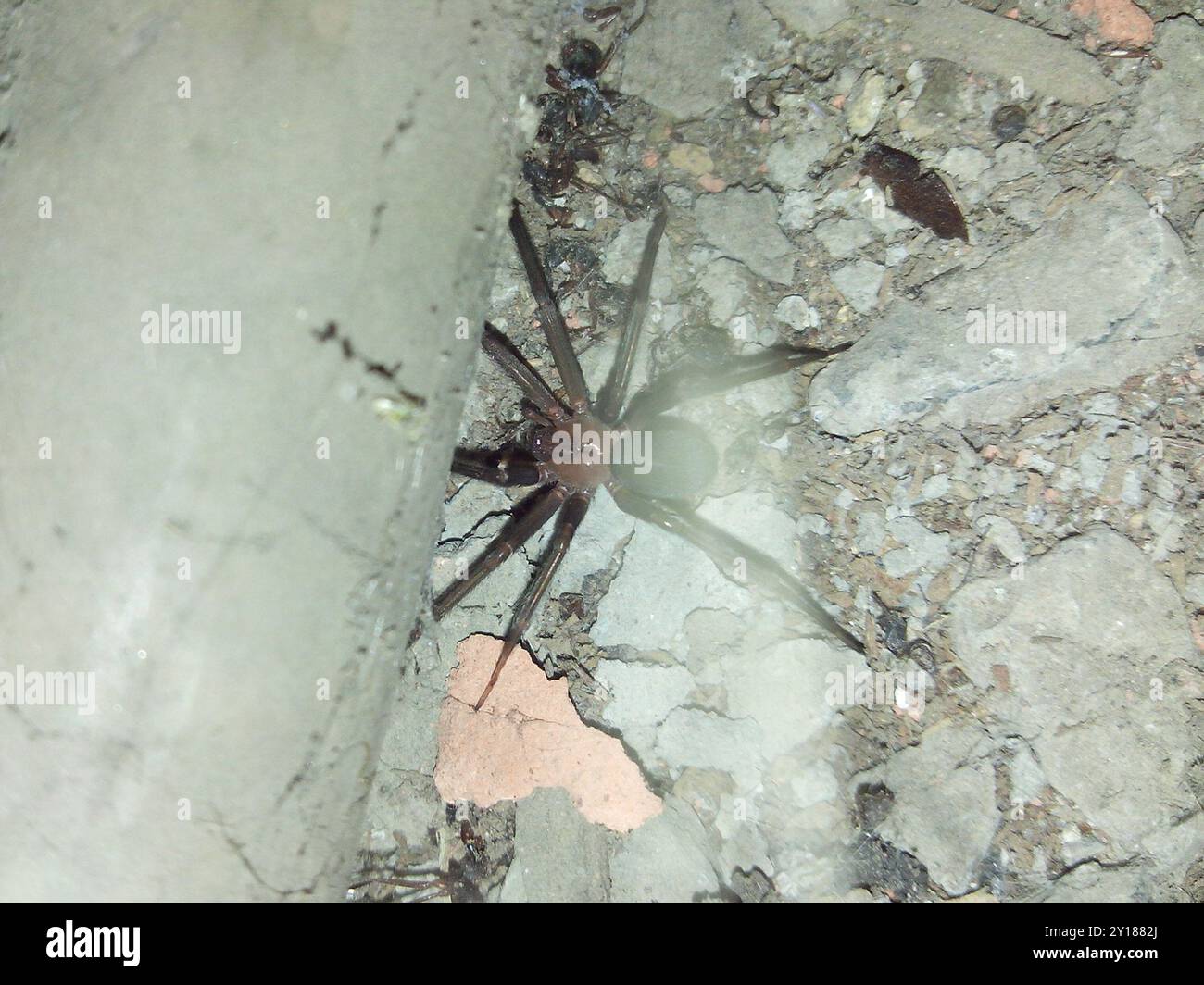 Recluse Spiders (Loxosceles) Arachnida Stock Photo - Alamy