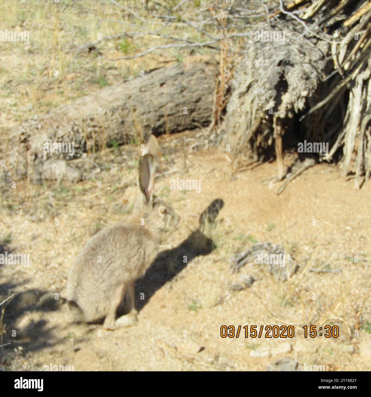 Black-tailed Jackrabbit (Lepus californicus) Mammalia Stock Photo - Alamy