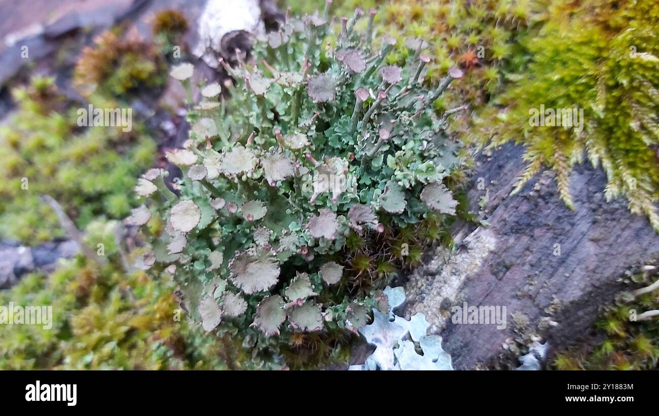 Bronzed Pixie Lichen (Cladonia gracilis turbinata) Fungi Stock Photo ...