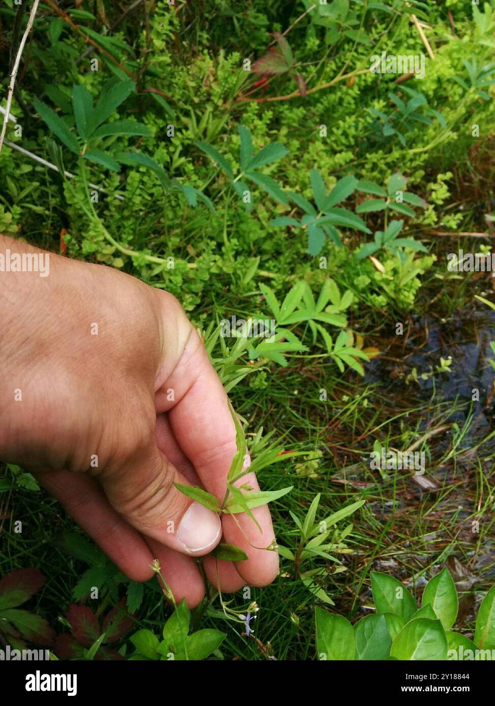 Marsh Speedwell (Veronica scutellata) Plantae Stock Photo - Alamy