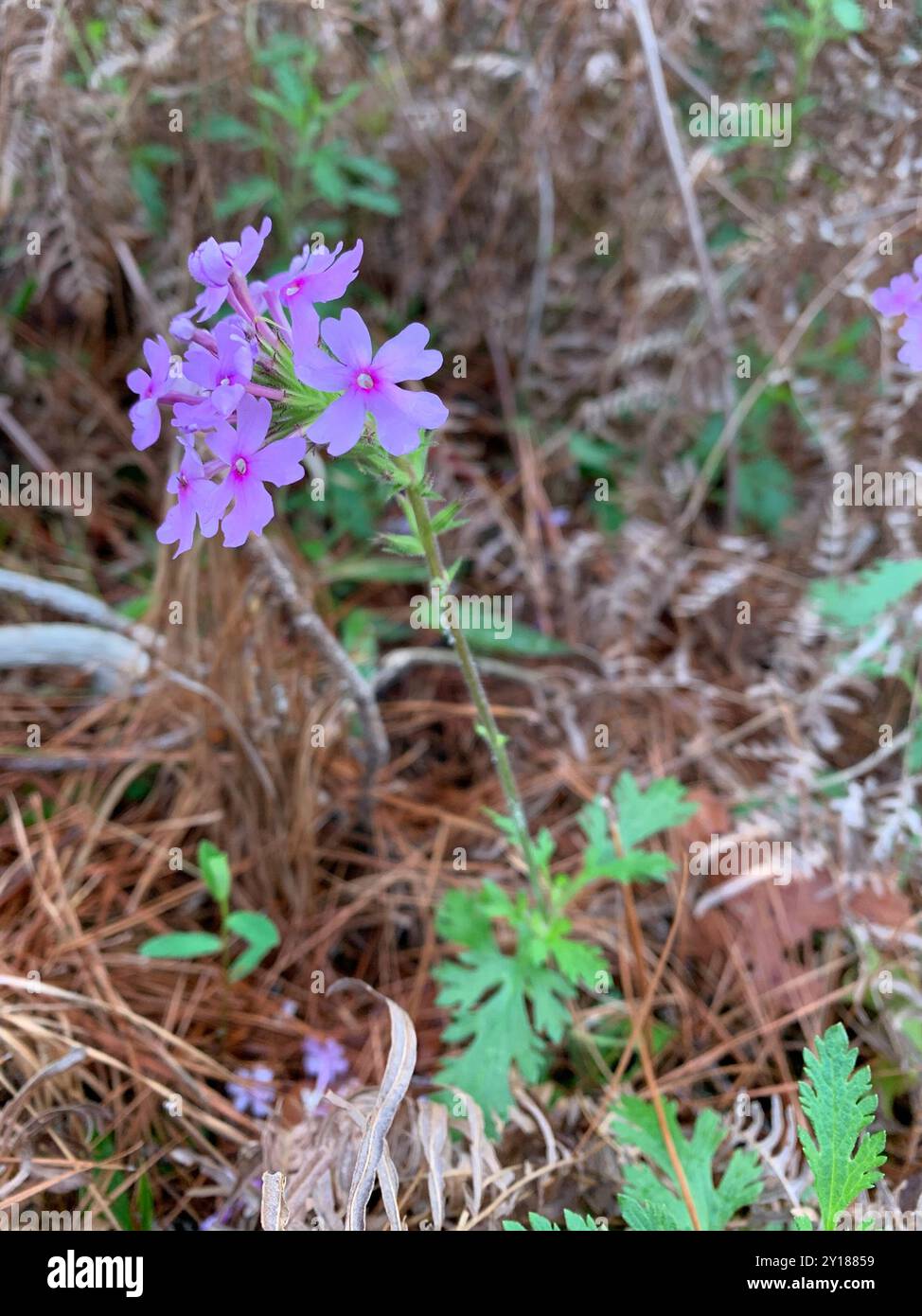 rose vervain (Glandularia canadensis) Plantae Stock Photo - Alamy