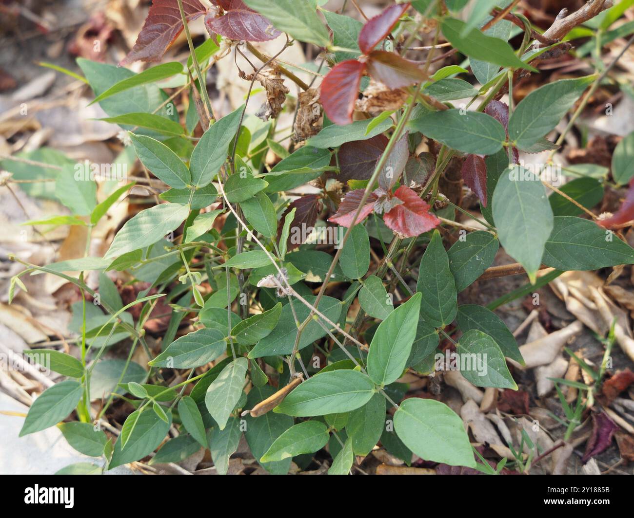 Calopo (Calopogonium mucunoides) Plantae Stock Photo - Alamy