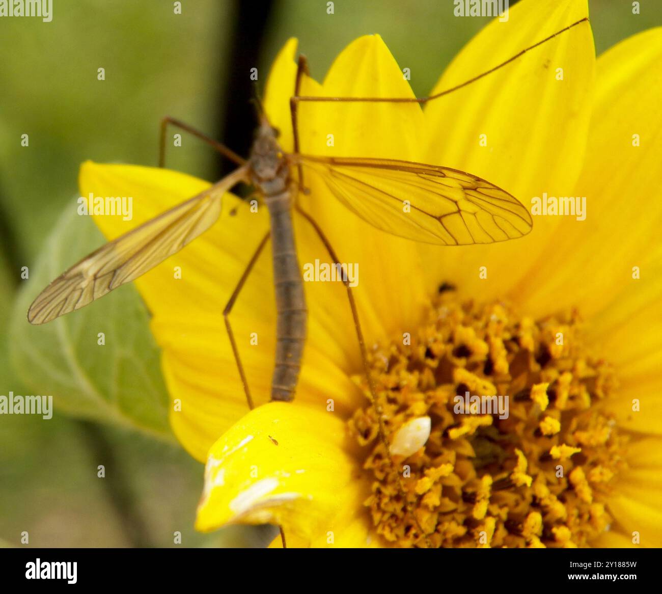 Common Crane Flies (Tipula) Insecta Stock Photo - Alamy