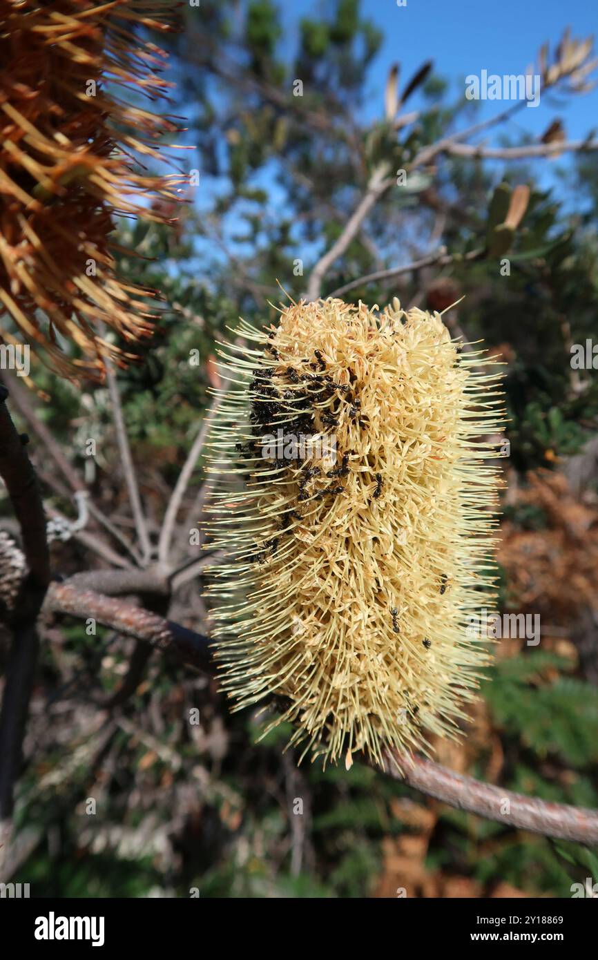 Silver Banksia (Banksia marginata) Plantae Stock Photo - Alamy