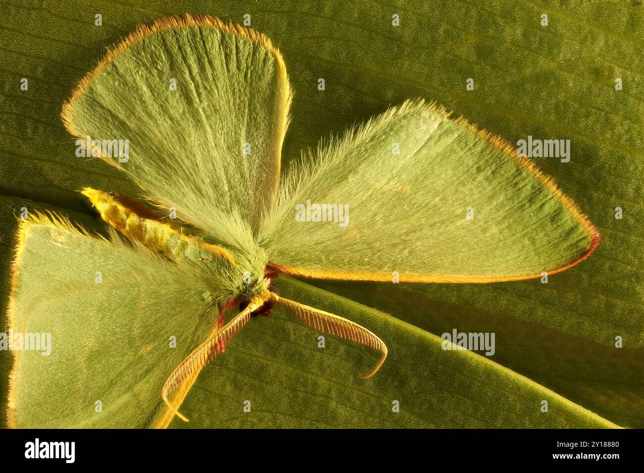 Golden fringed emerald moth hi-res stock photography and images - Alamy