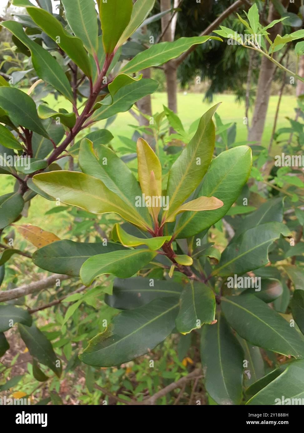Cape beech (Rapanea melanophloeos) Plantae Stock Photo - Alamy