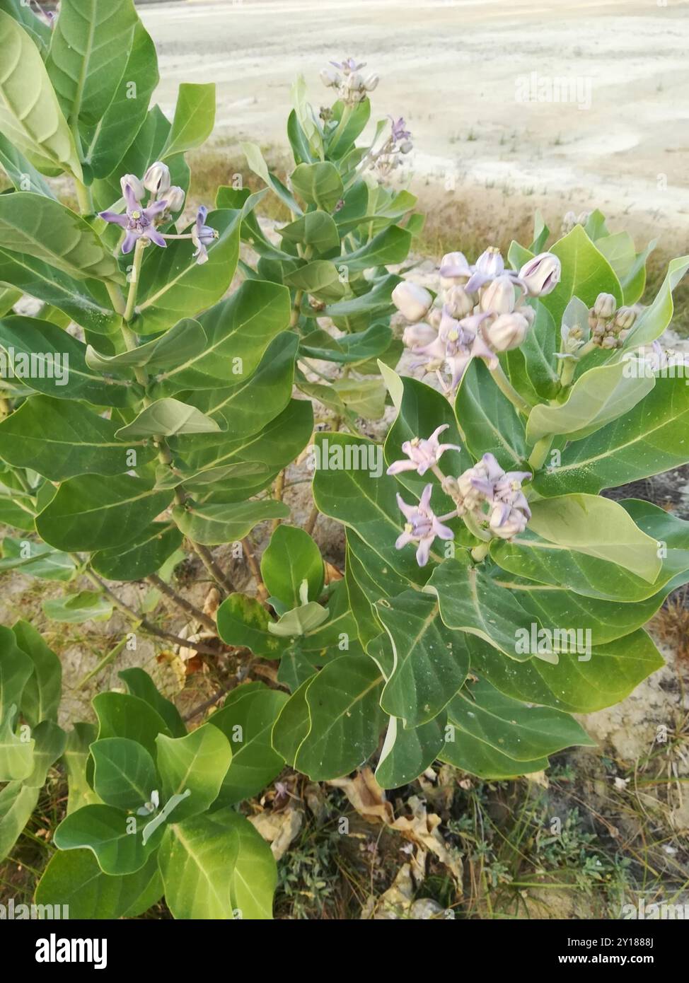 crown flower (Calotropis gigantea) Plantae Stock Photo - Alamy