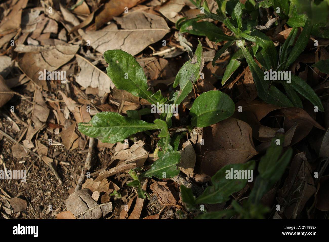 chicories, dandelions, and allies (Cichorioideae) Plantae Stock Photo ...