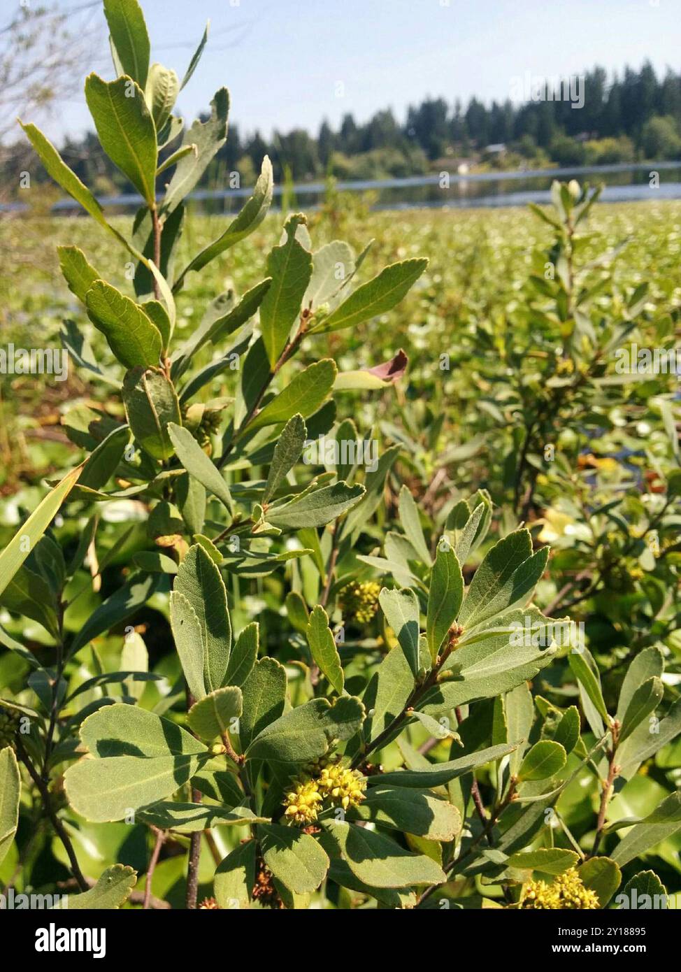 bog myrtle (Myrica gale) Plantae Stock Photo - Alamy