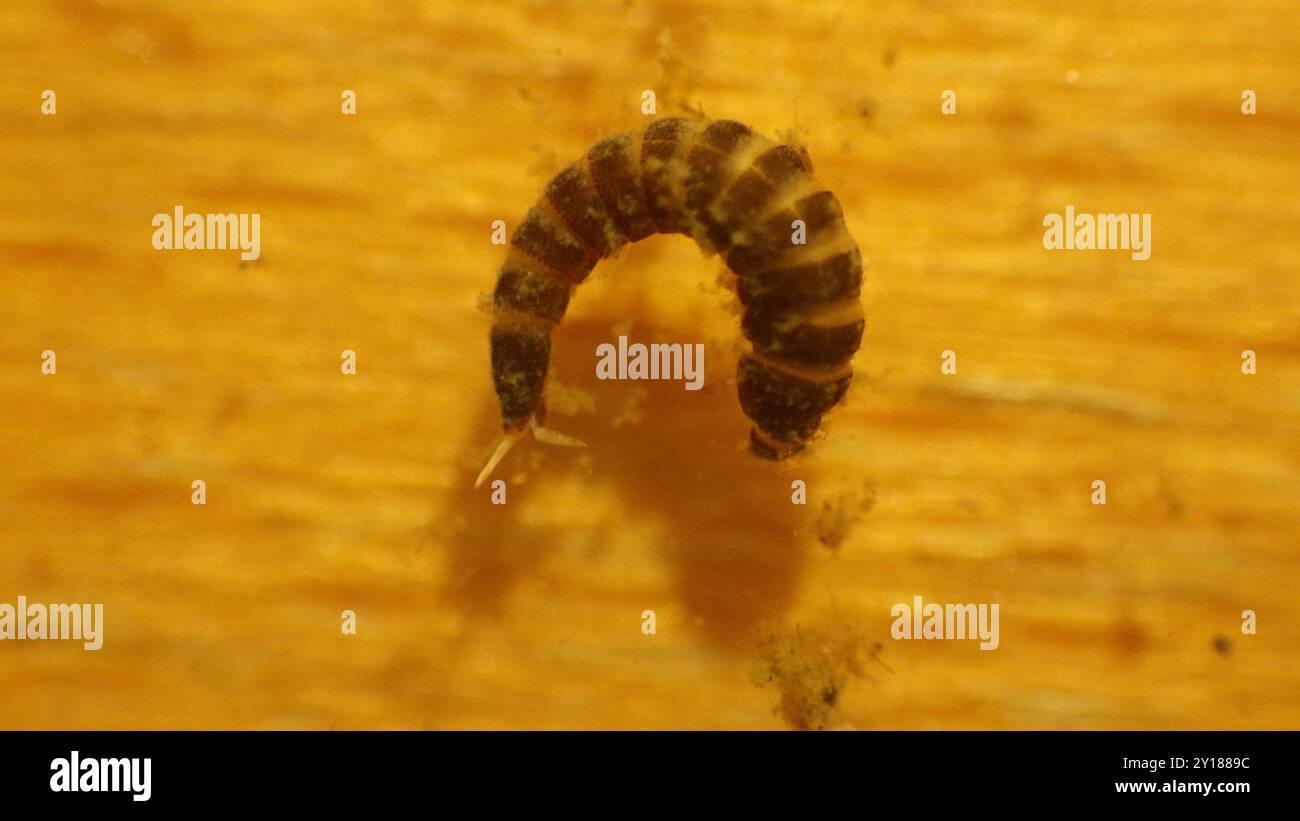 Riffle Beetles (Elmidae) Insecta Stock Photo - Alamy