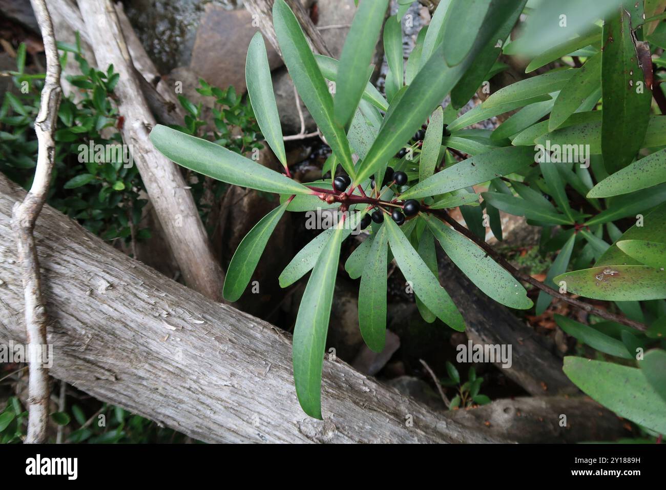 Mountain Pepper (Tasmannia lanceolata) Plantae Stock Photo - Alamy