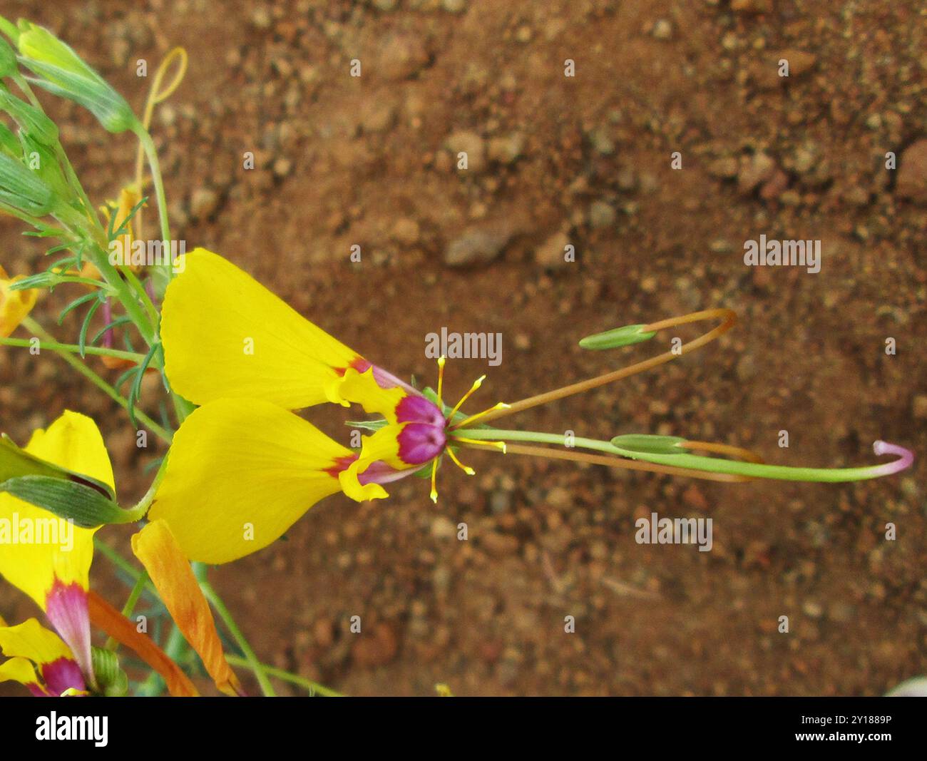 Yellow Mouse Whiskers (Cleome angustifolia) Plantae Stock Photo - Alamy