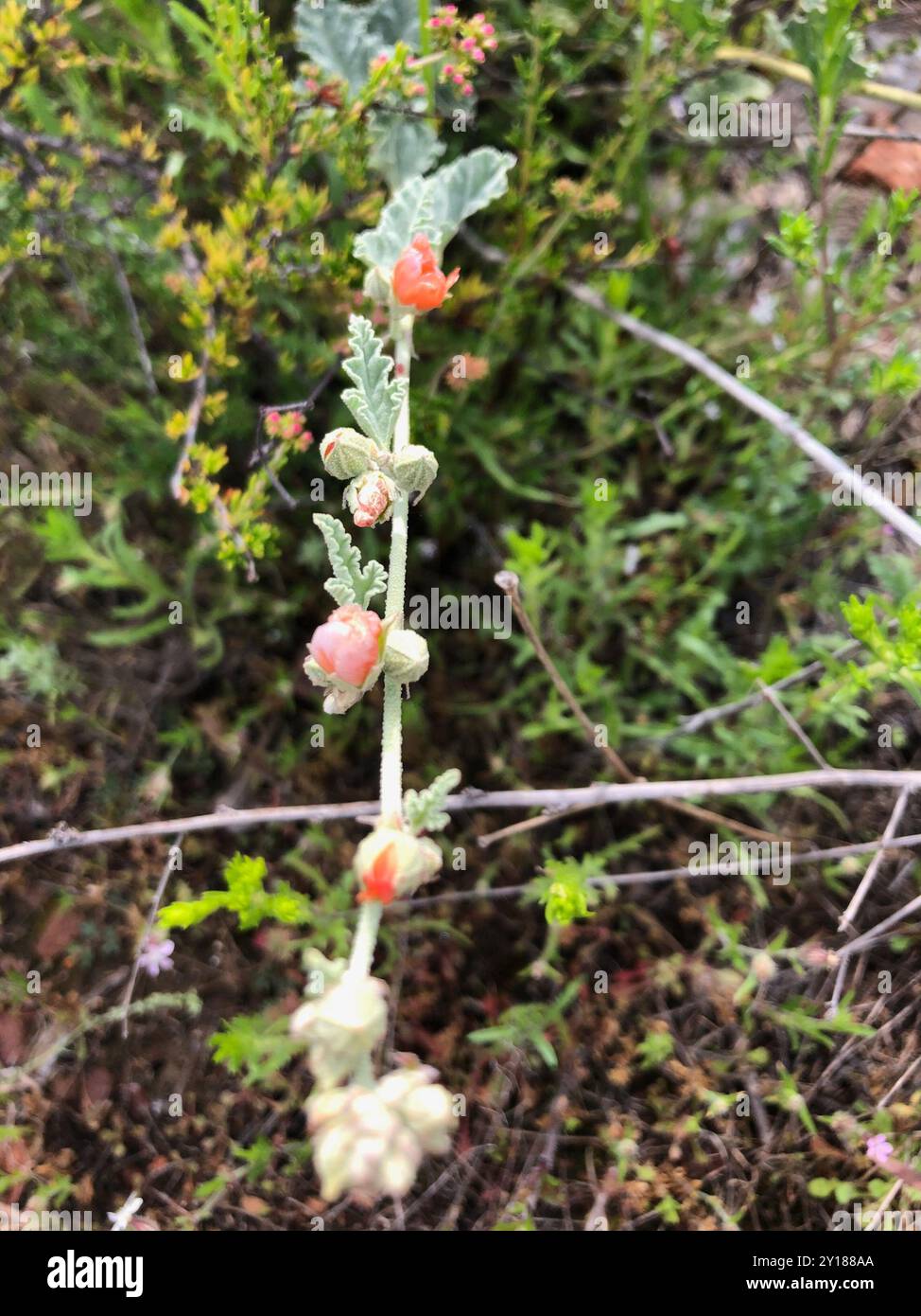 apricot mallow (Sphaeralcea ambigua) Plantae Stock Photo - Alamy