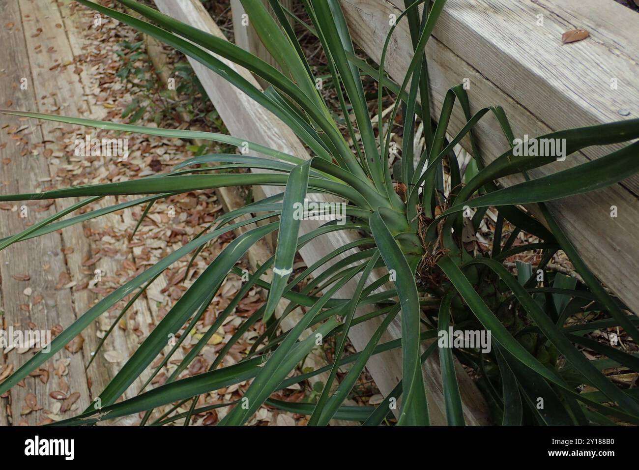 Aloe Yucca (Yucca aloifolia) Plantae Stock Photo - Alamy