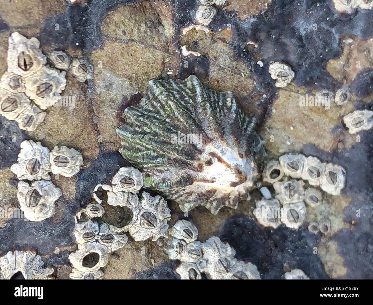 Rough Limpet (Lottia scabra) Mollusca Stock Photo - Alamy