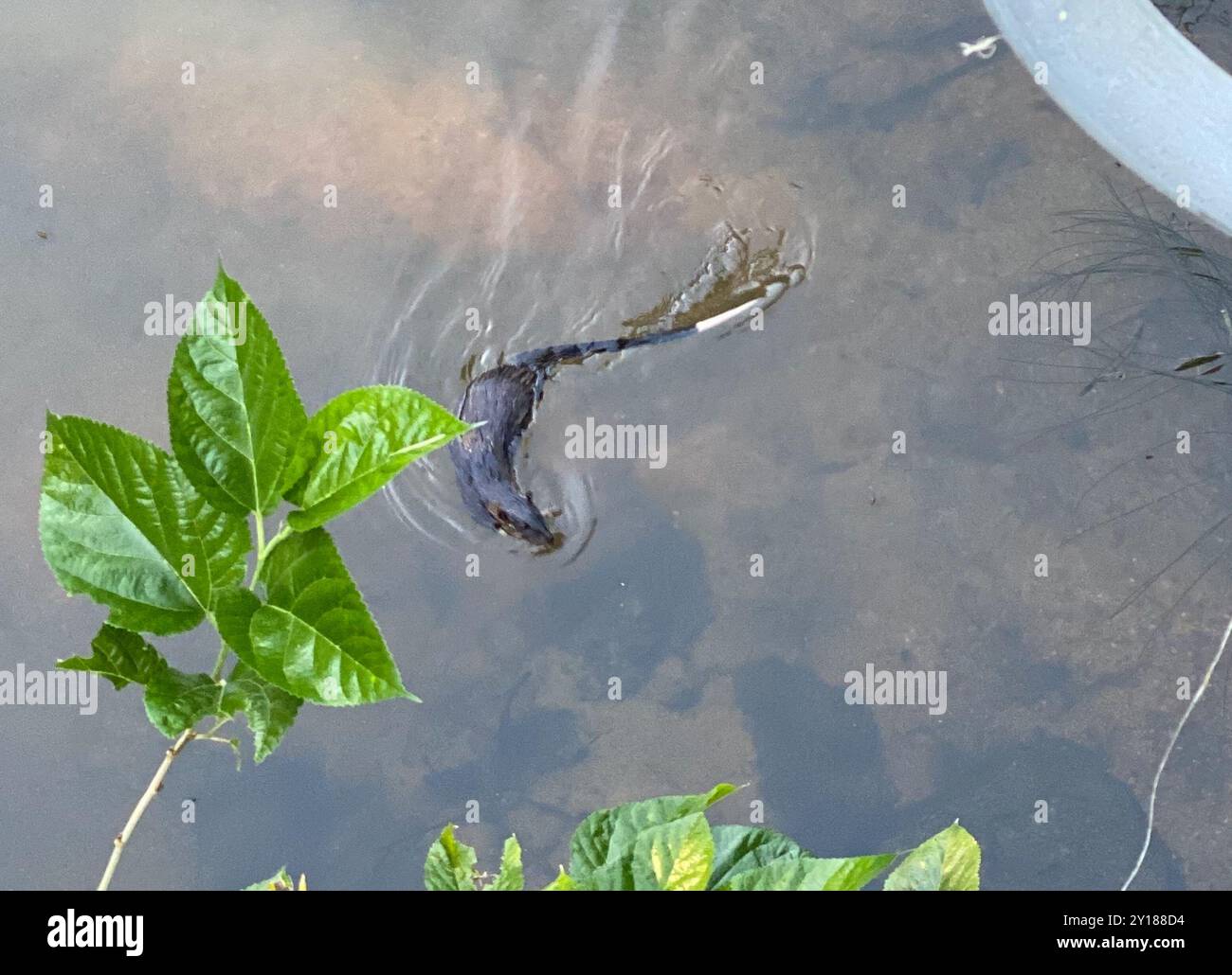 Rakali (Hydromys chrysogaster) Mammalia Stock Photo - Alamy