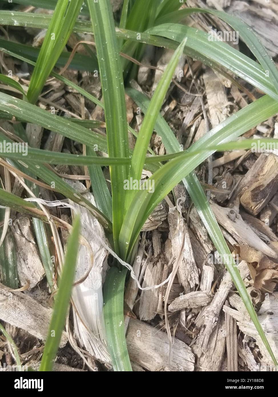 Purple nutsedge (Cyperus rotundus) Plantae Stock Photo - Alamy