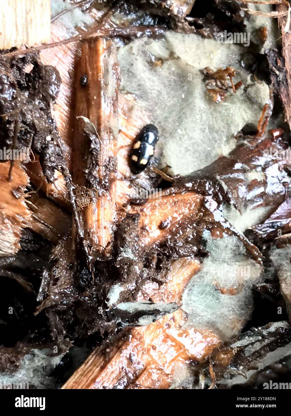 Four-spotted Sap Beetle (Glischrochilus quadrisignatus) Insecta Stock ...