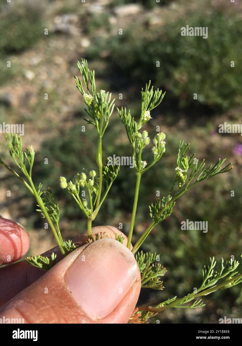 western bristly scaleseed (Spermolepis lateriflora) Plantae Stock Photo ...