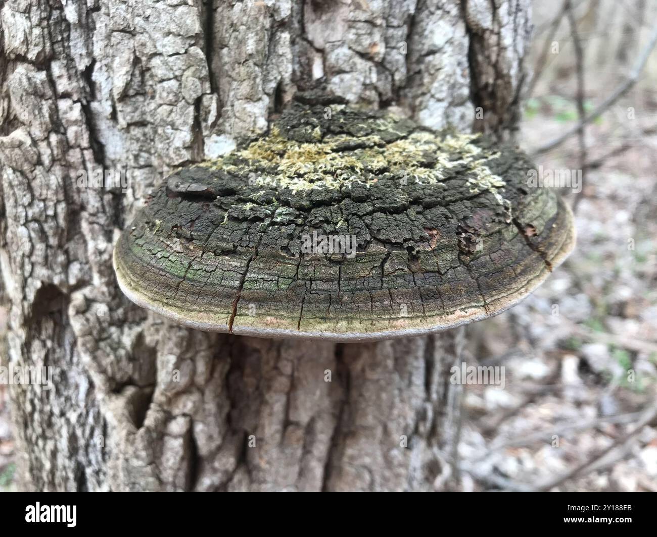 Cracked Cap Polypore (Fulvifomes robiniae) Fungi Stock Photo - Alamy