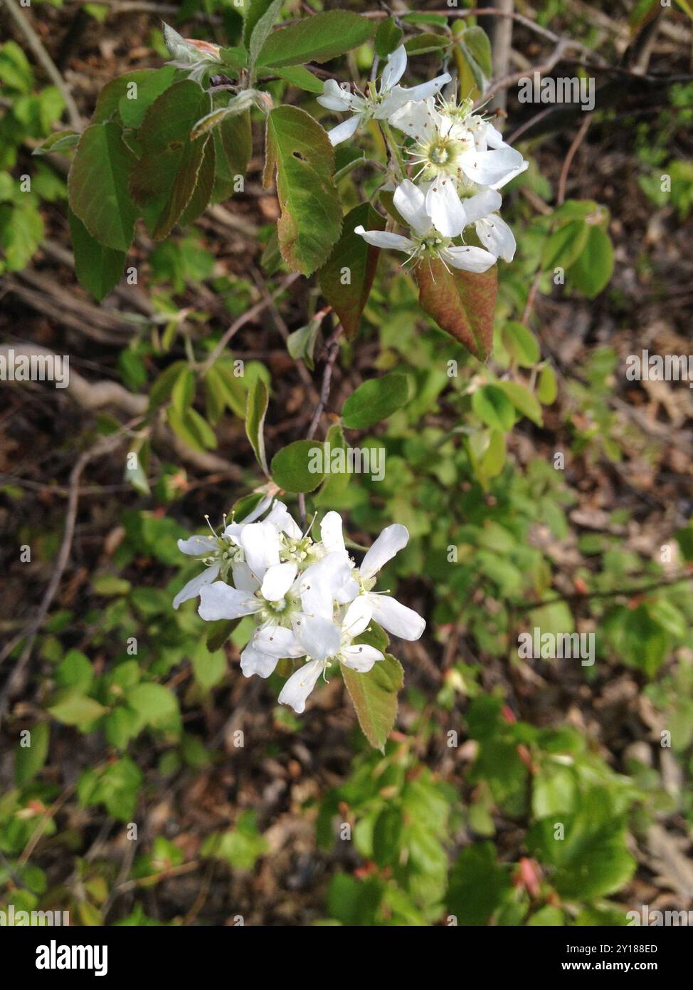 Running Serviceberry (Amelanchier stolonifera) Plantae Stock Photo - Alamy