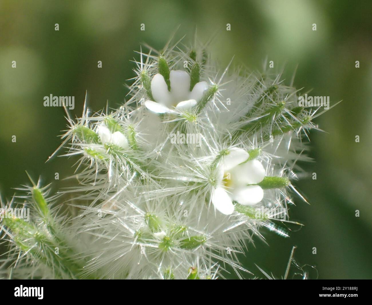 bearded cryptantha (Cryptantha barbigera) Plantae Stock Photo - Alamy