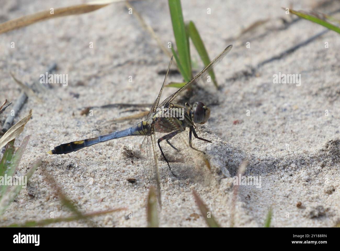 Blue Skimmer (Orthetrum caledonicum) Insecta Stock Photo - Alamy