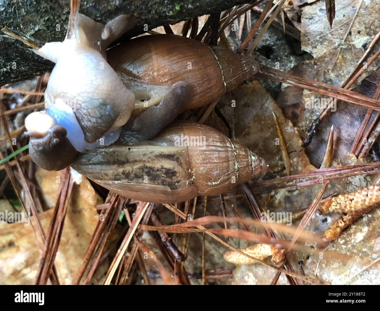 Rosy Wolfsnail (Euglandina rosea) Mollusca Stock Photo - Alamy
