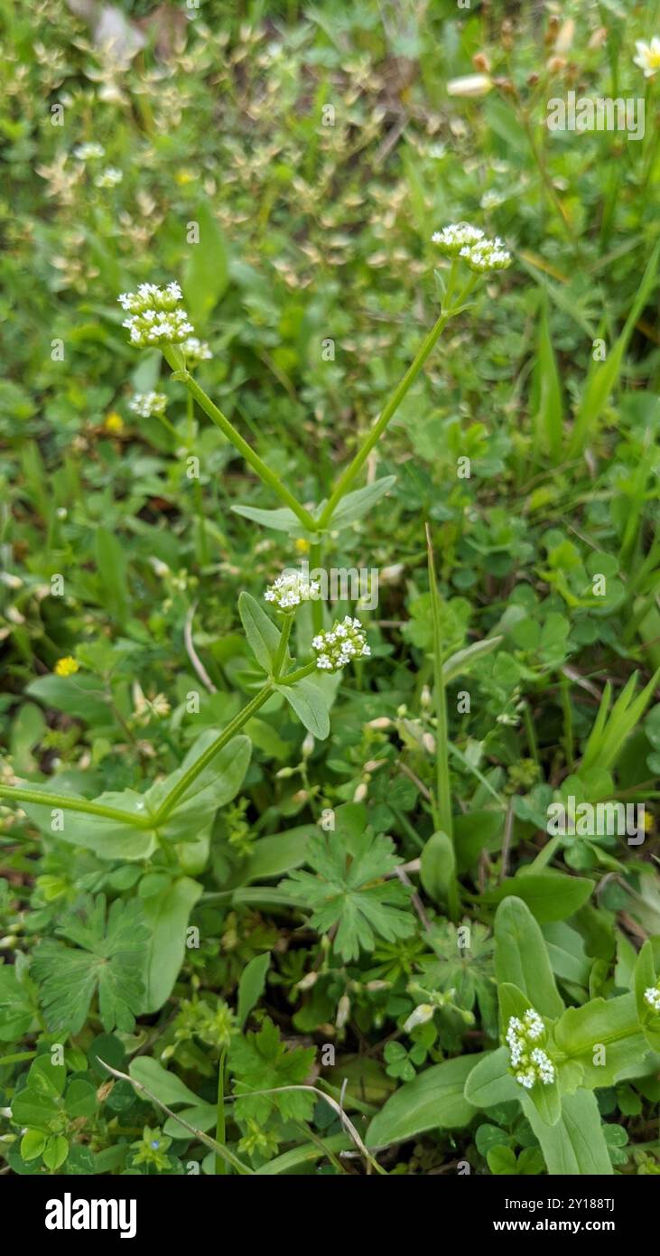 beaked cornsalad (Valerianella radiata) Plantae Stock Photo - Alamy