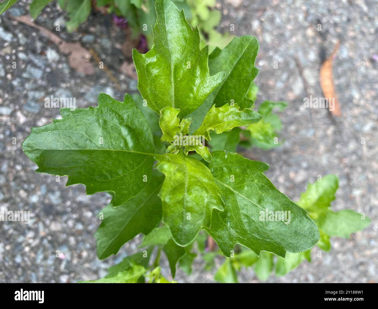 groundsel tree (Baccharis halimifolia) Plantae Stock Photo - Alamy