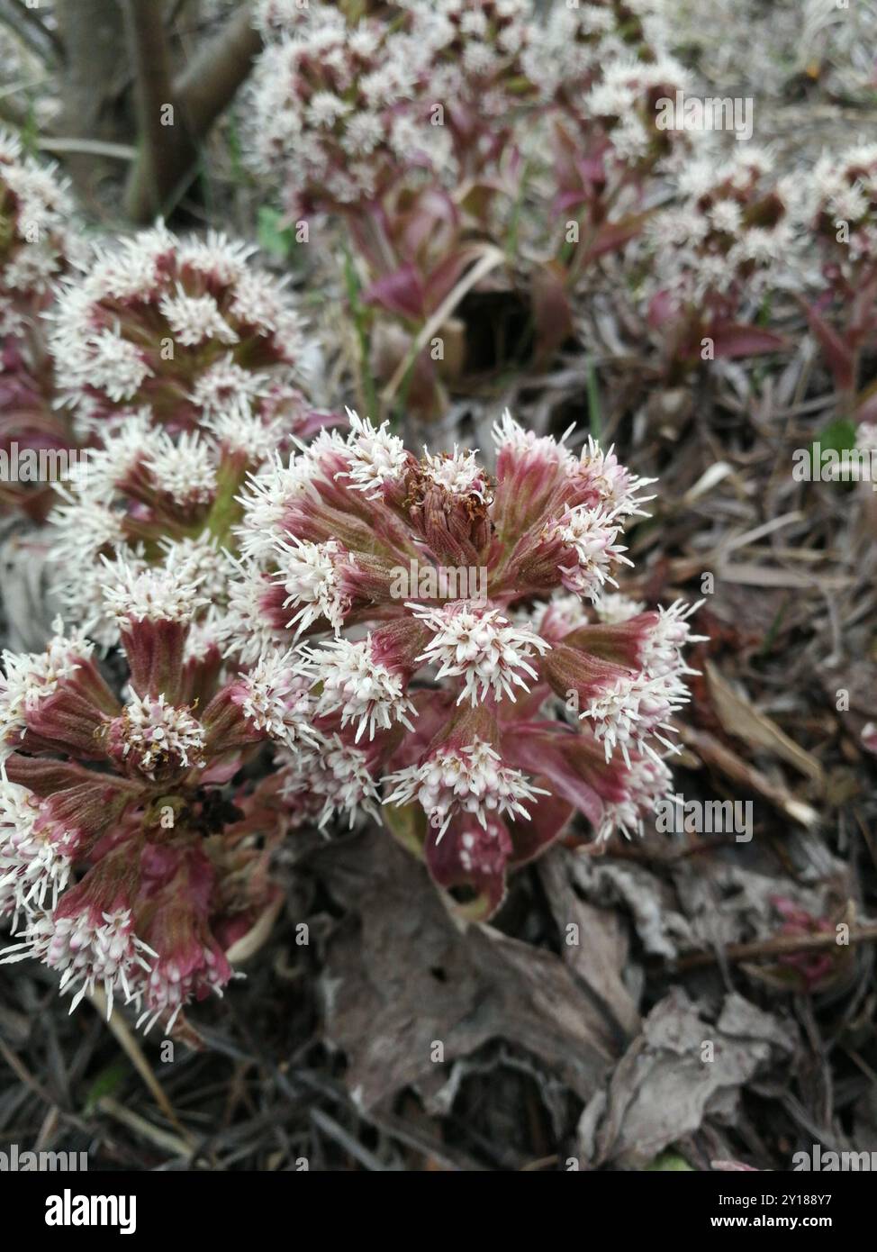 Common Butterbur (Petasites hybridus) Plantae Stock Photo - Alamy