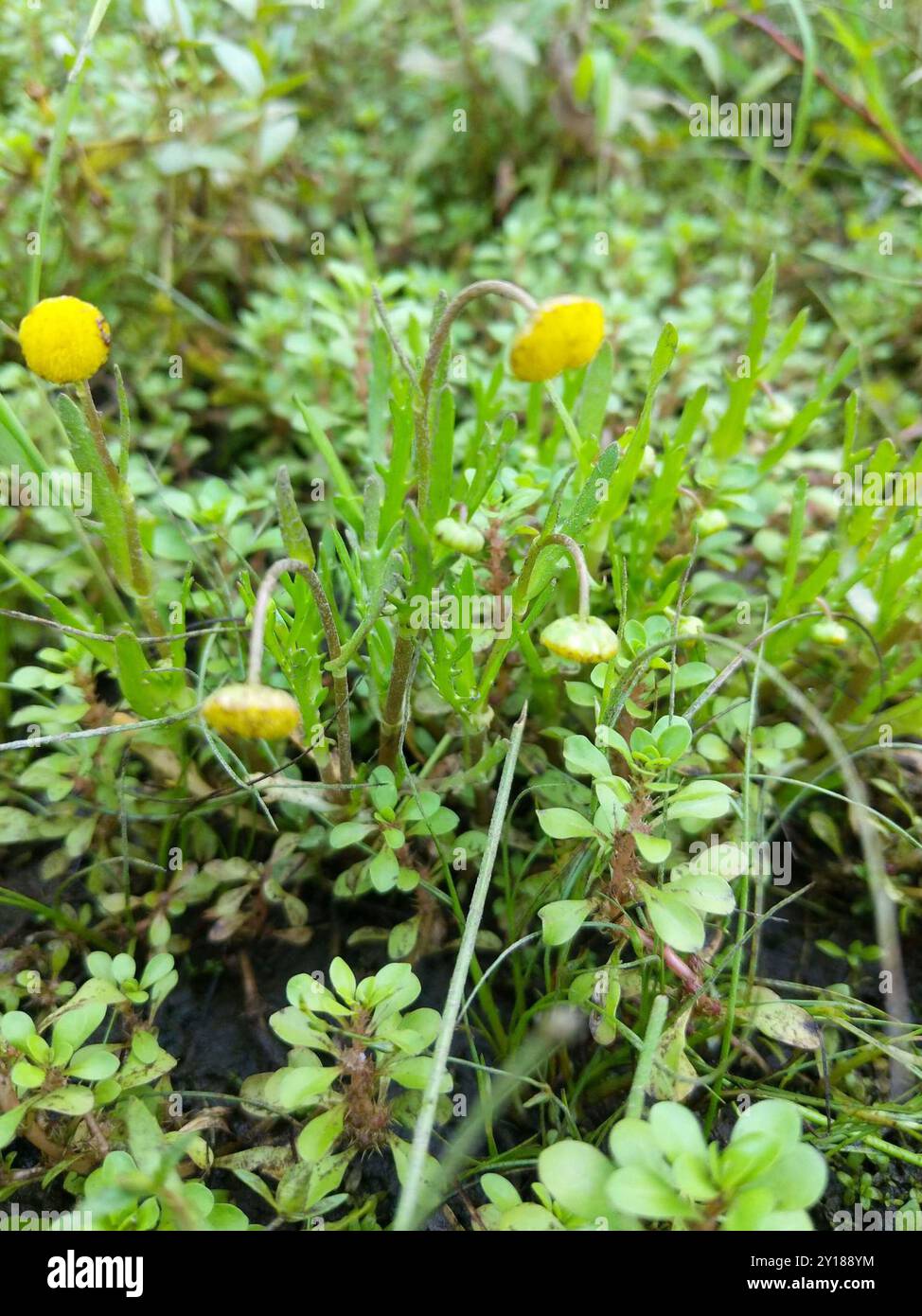 Brass Buttons (Cotula coronopifolia) Plantae Stock Photo - Alamy